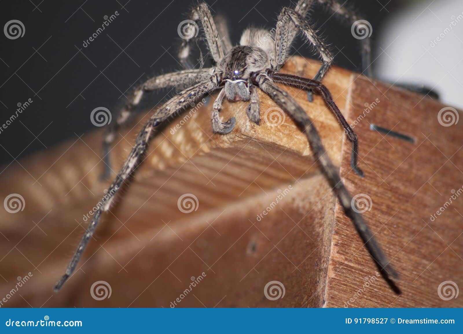 Rain Spider stock image. Image of flash, nature, hairy - 91798527