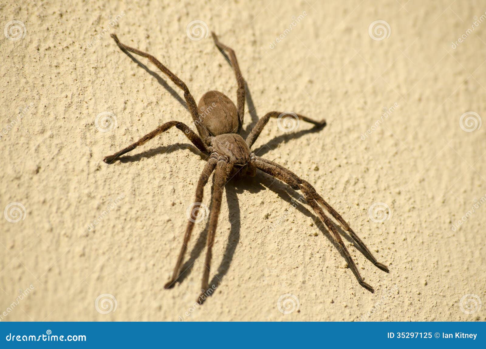 Rain Spider stock image. Image of rain, africa, cape - 35297125