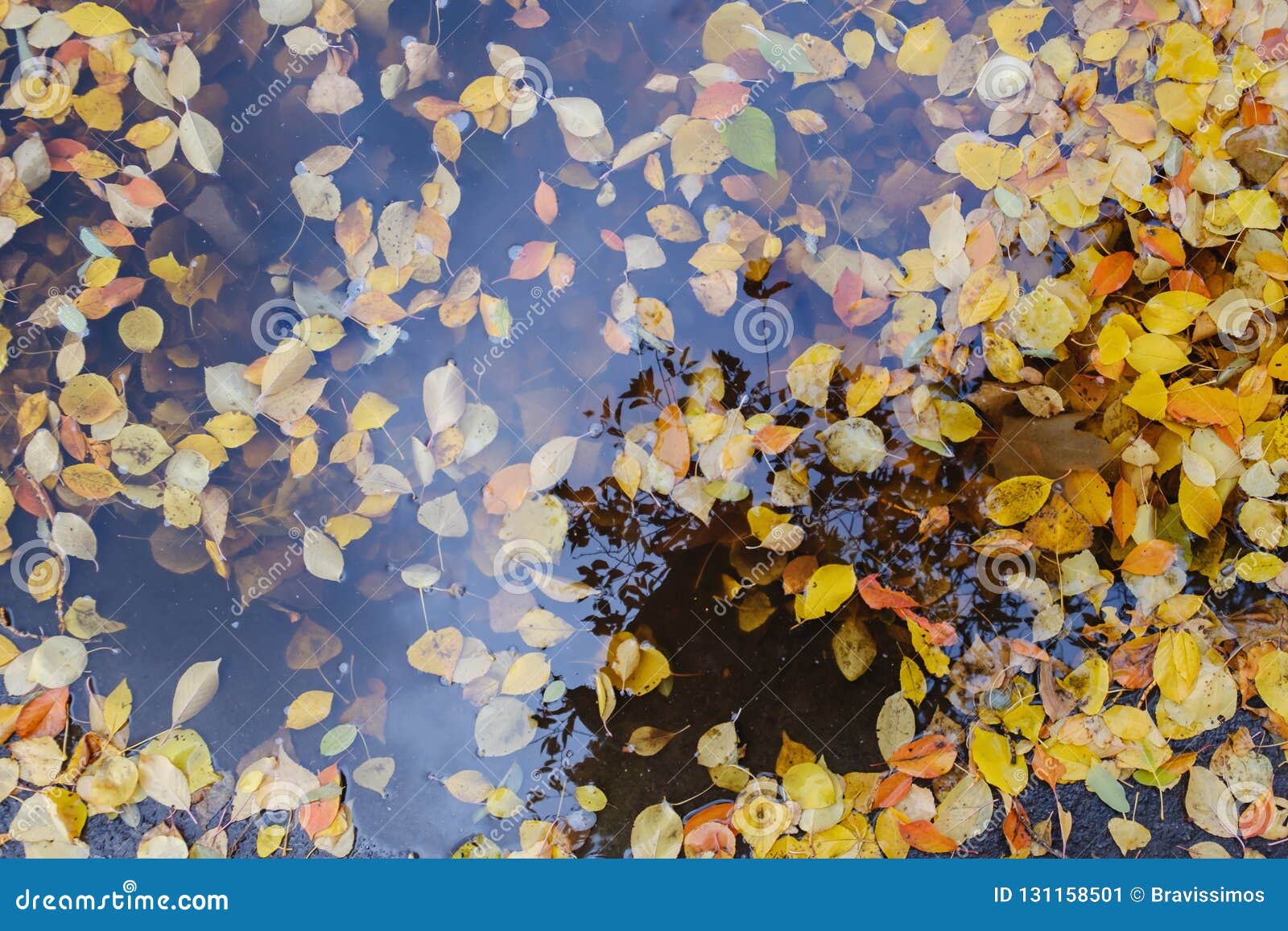 Rain Splashing into a Pond in the Fall Stock Image - Image of bright ...
