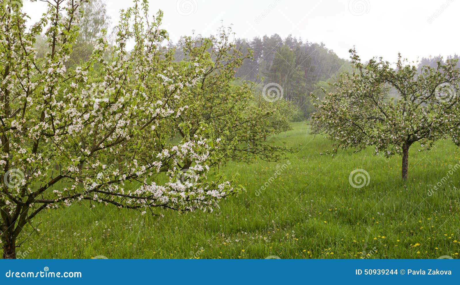 Rain in spring garden stock photo. Image of grass, spring - 50939244
