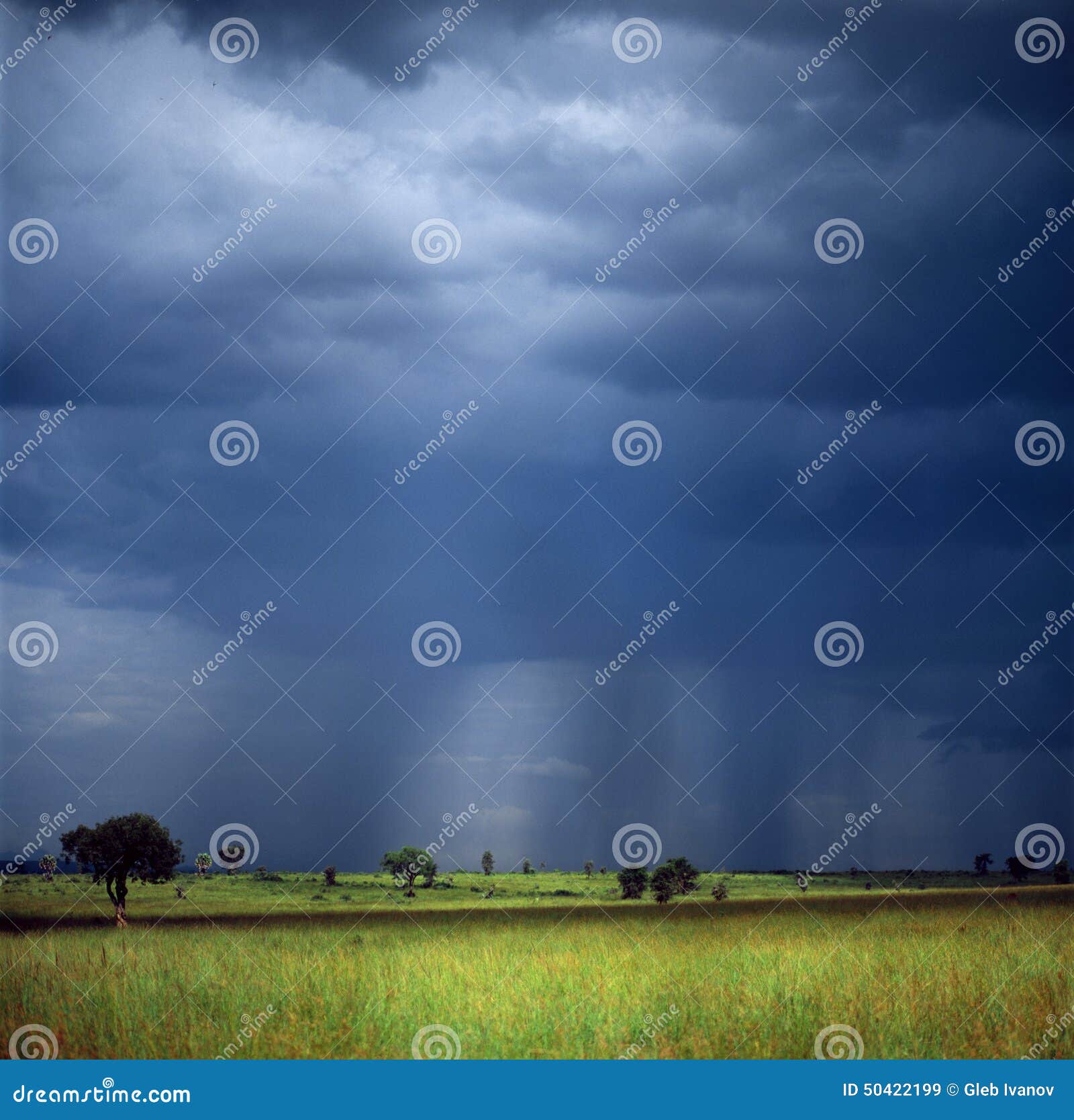 Rain stock image. Image of tree, savannah, bush, africa - 50422199
