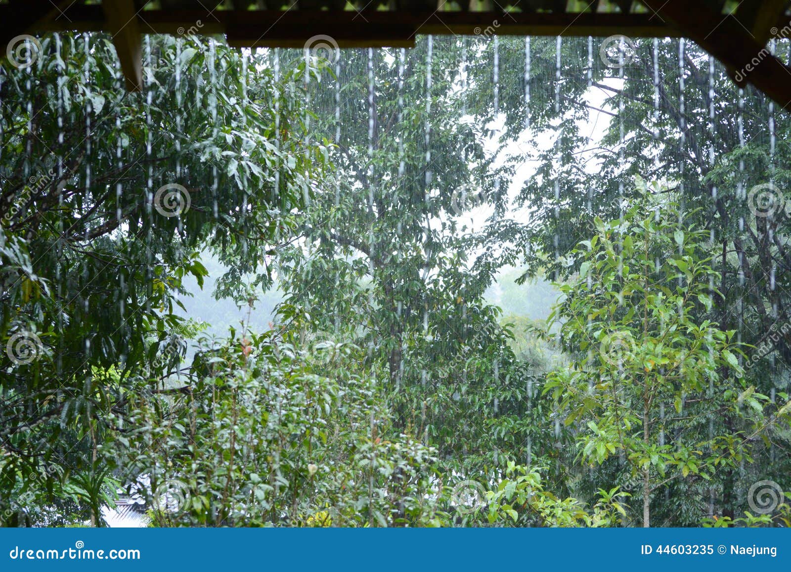 Rain stream stock image. Image of beauty, falling, natural - 44603235