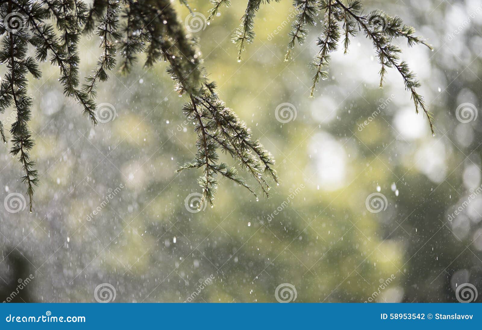 Rain in Summer Day with Bokeh Effect Stock Photo - Image of close, tree ...