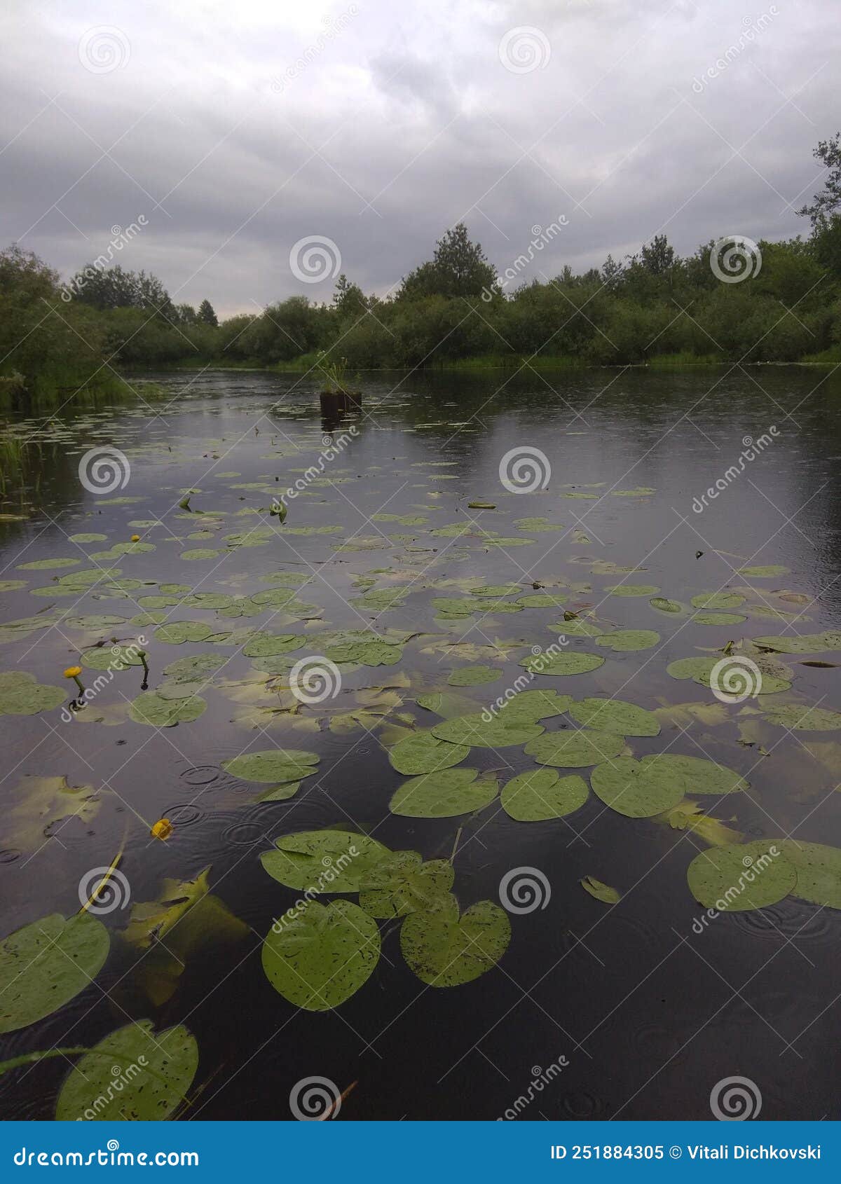 Rain stock image. Image of reservoir, water, wetland - 251884305