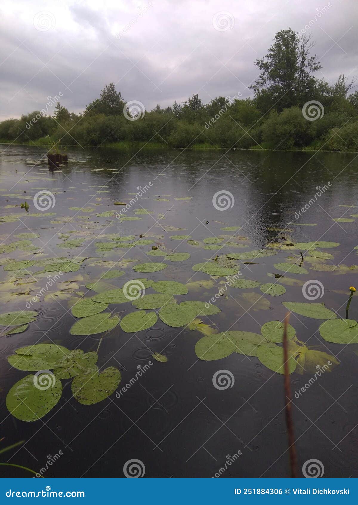 Rain stock photo. Image of fishpond, swamp, stream, river - 251884306