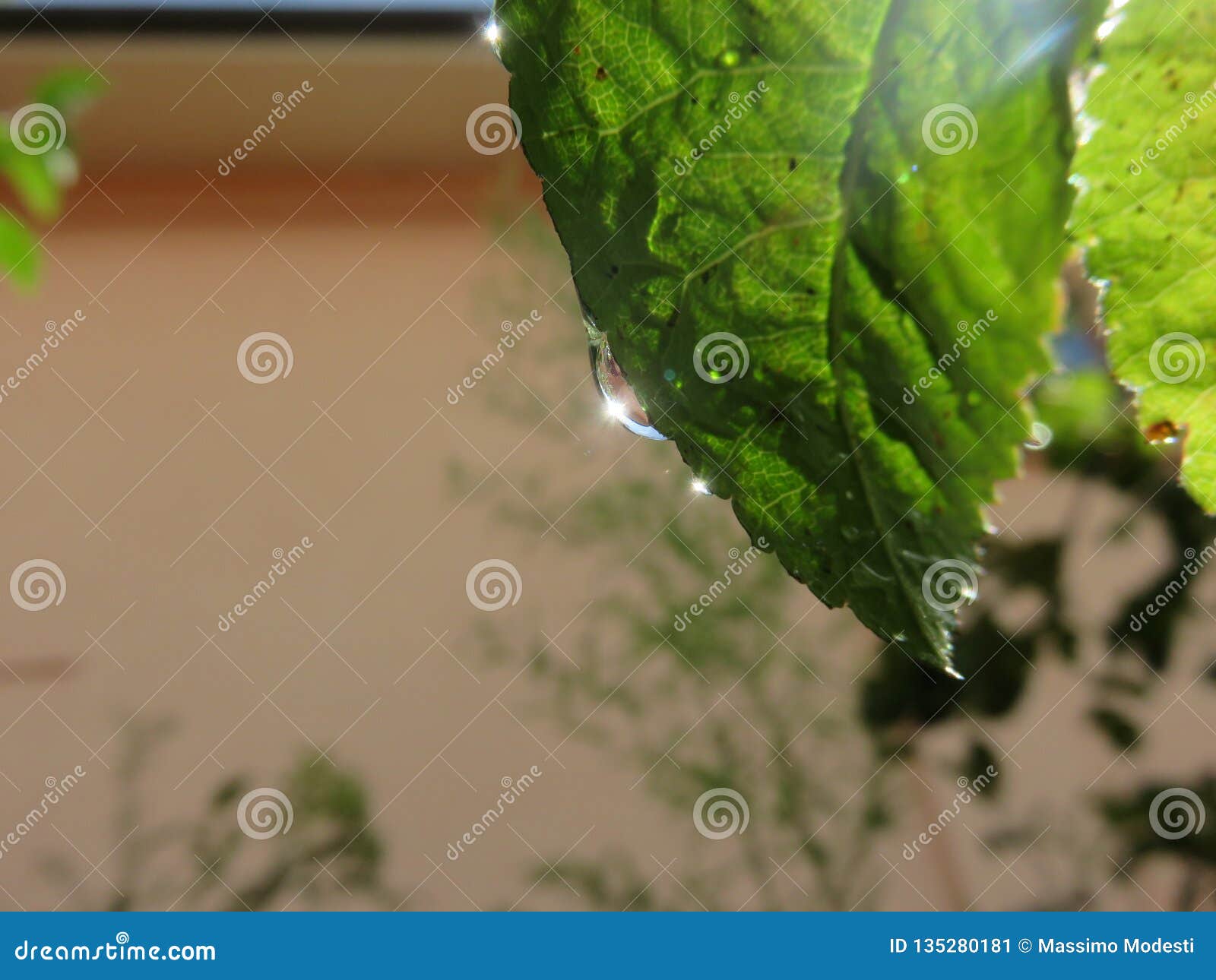 Gocce di rugiada stock image. Image of leaves, environment - 135280181