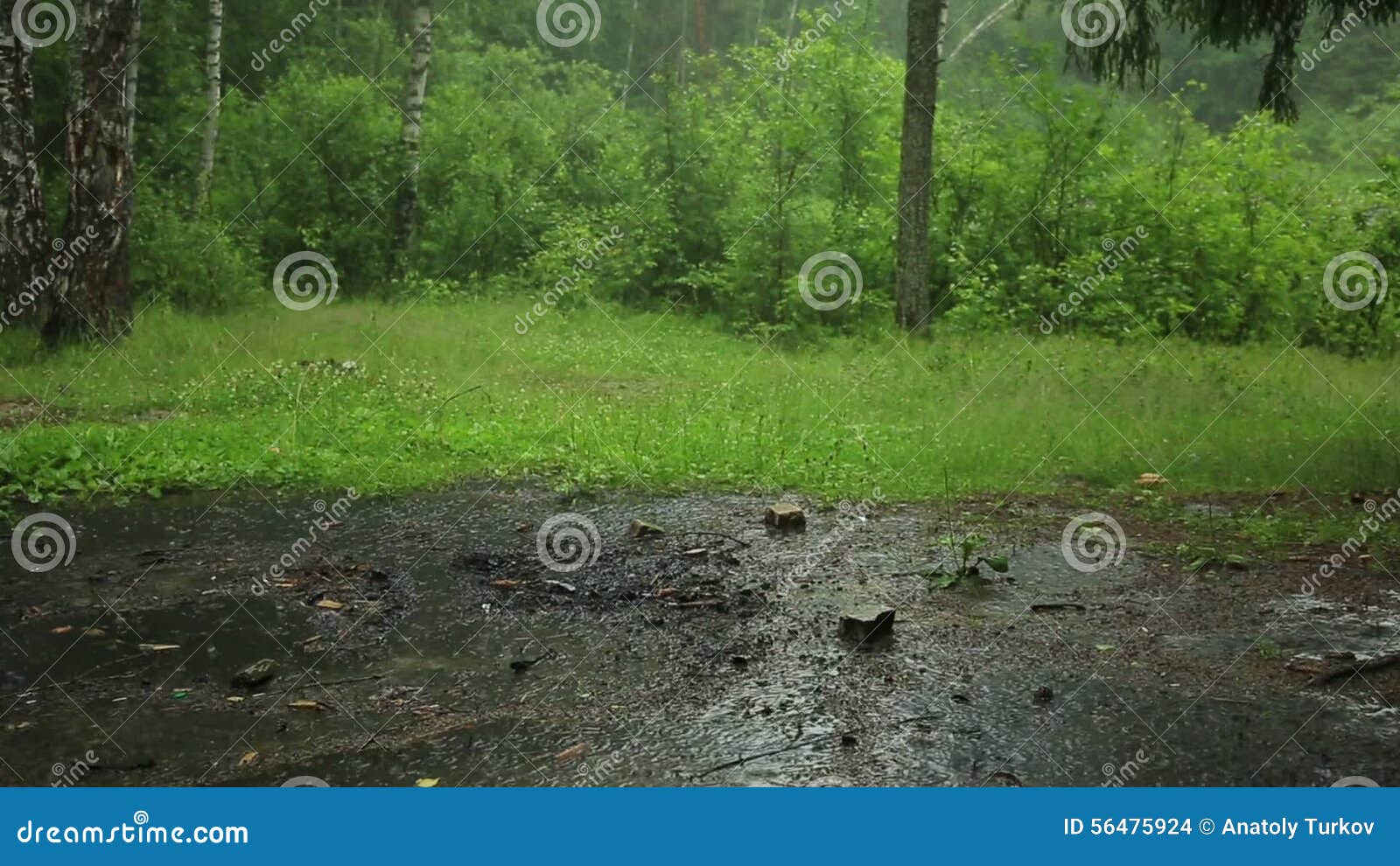 Rain and a Thunderstorm in the Woods Stock Footage - Video of drops ...