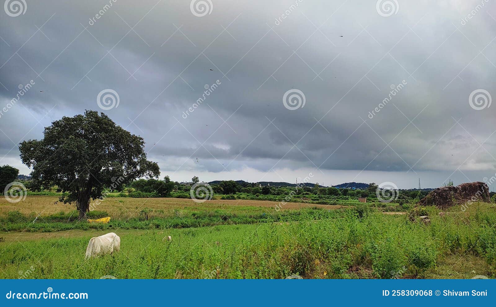 Rainy Nature photo stock photo. Image of water, morning - 258309068