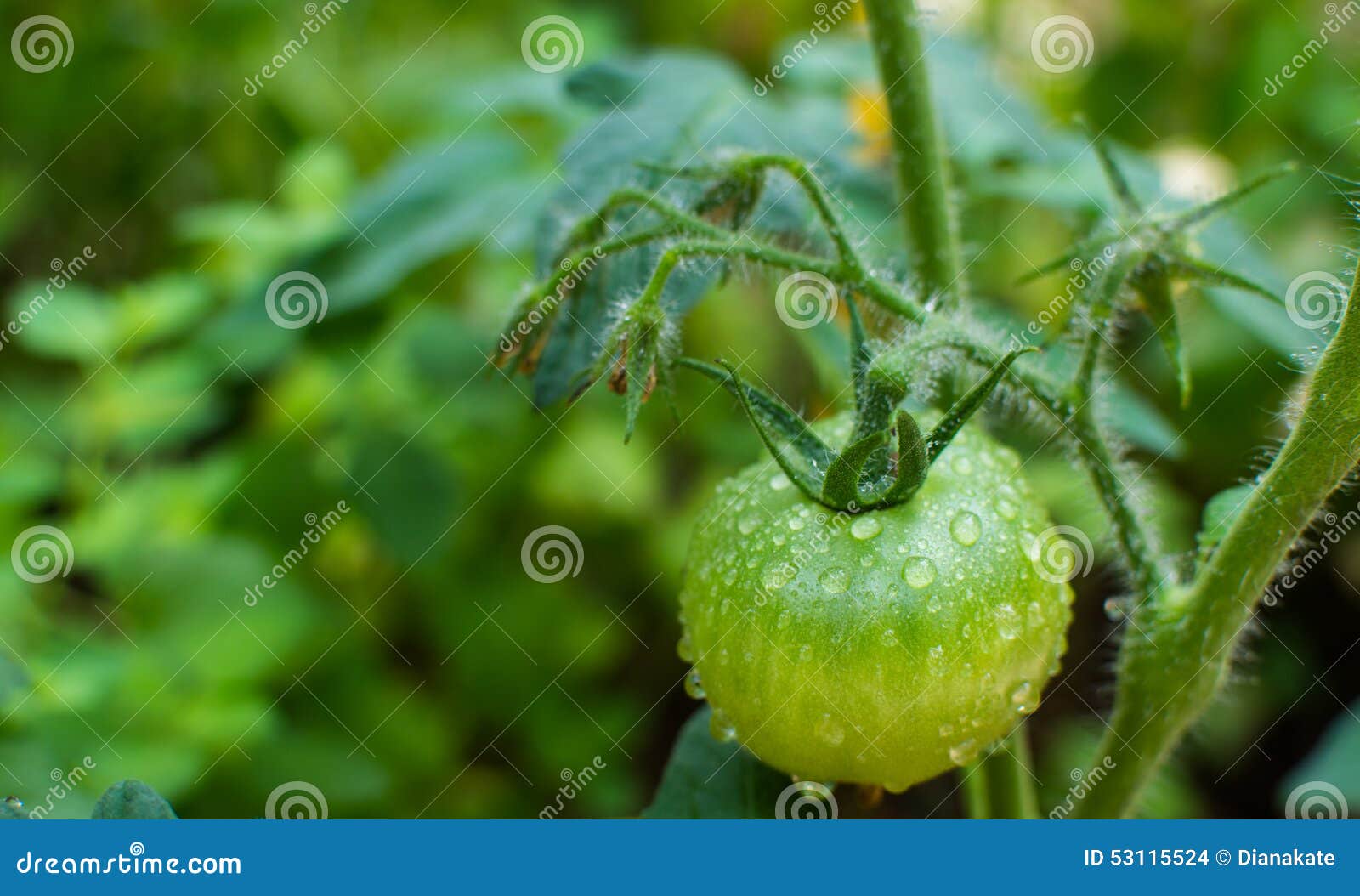 Rain on Tomato stock photo. Image of green, horizontal - 53115524
