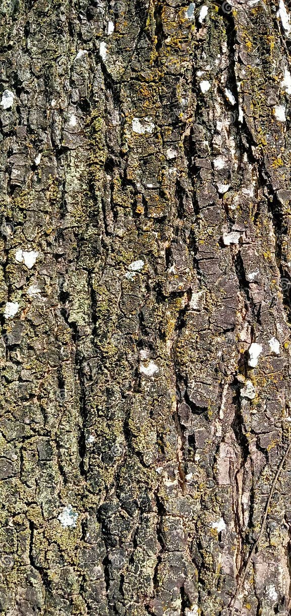 Rain tree bark texture stock image. Image of saman, tree - 324120867