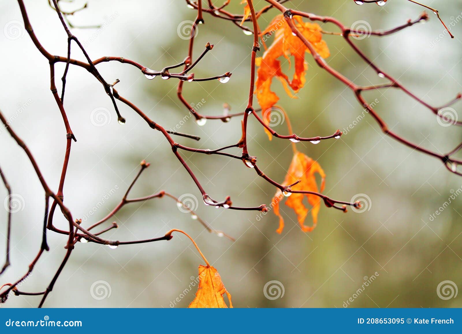 Rain on Tree Branches in Autumn Stock Image - Image of macro, nature ...