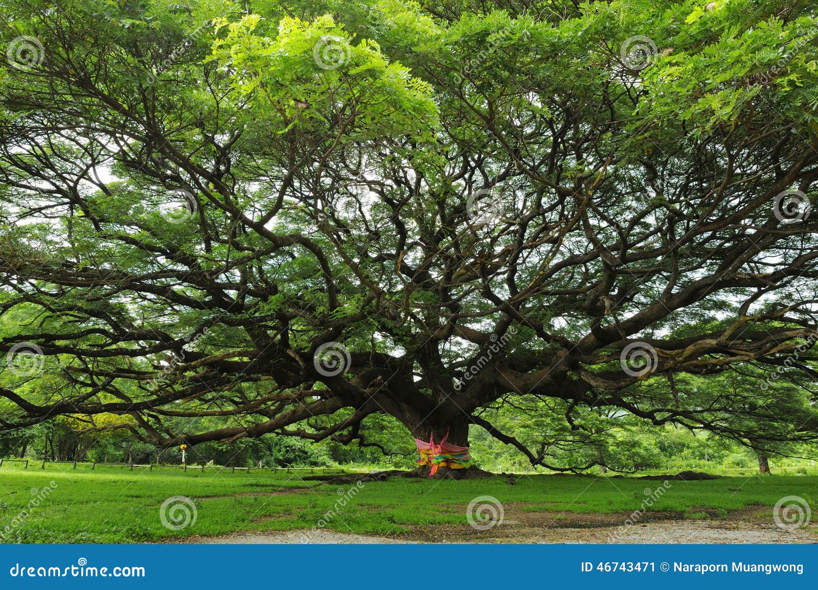 Rain tree stock image. Image of stem, botany, saman, spring - 46743471