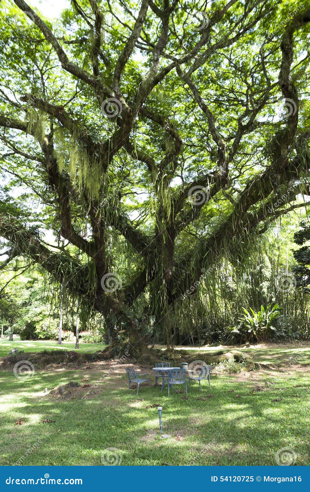 Rain Tree stock image. Image of green, travel, tree, trees - 54120725