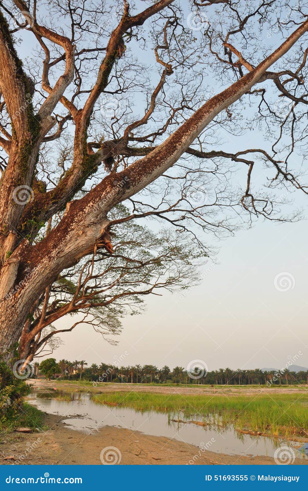 Rain Tree in the Countryside Stock Image - Image of rain, wide: 51693555