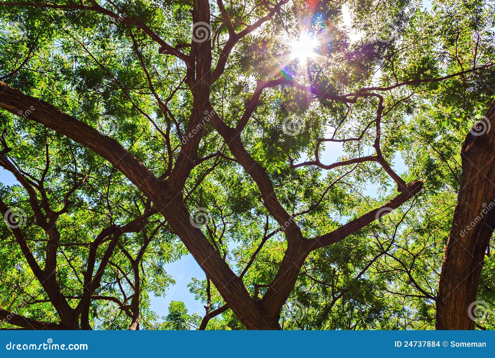 Rain Tree, East Indian Walnut, Monkey Pod Stock Photo - Image of exotic ...