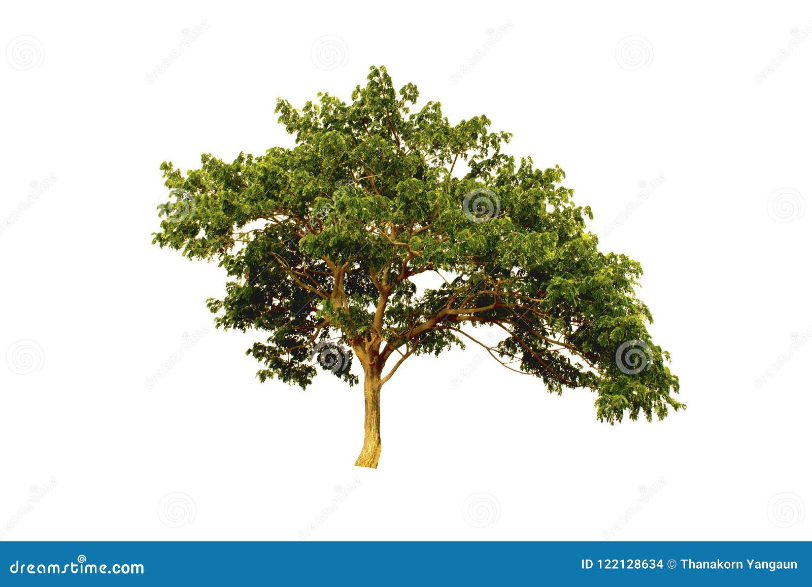 East Indian Walnut Tree Or Silk Tree Or Rain Tree Isolated On White ...