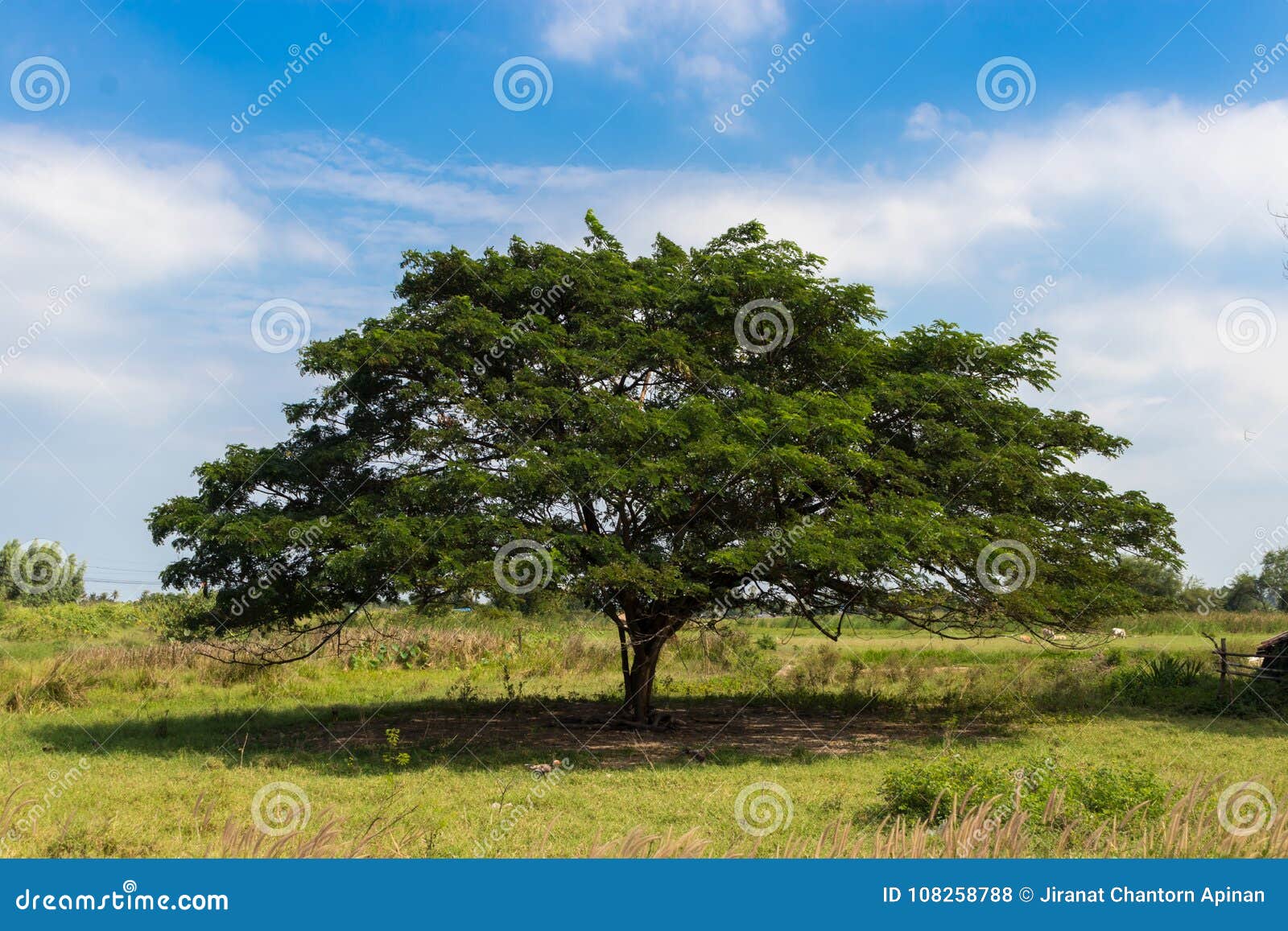 Rain tree in the field stock photo. Image of farm, fresh - 108258788