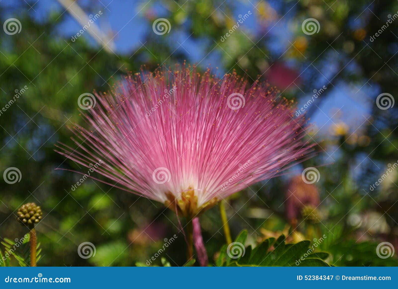Rain tree flower stock image. Image of tropicalflower - 52384347