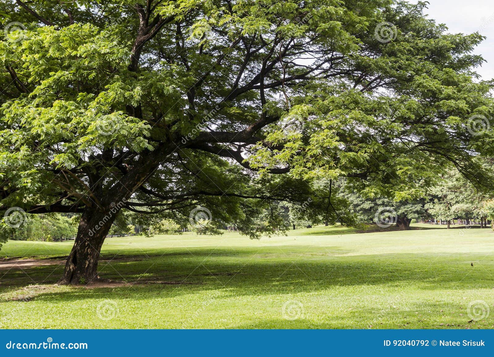 Rain tree in the garden stock photo. Image of branch - 92040792