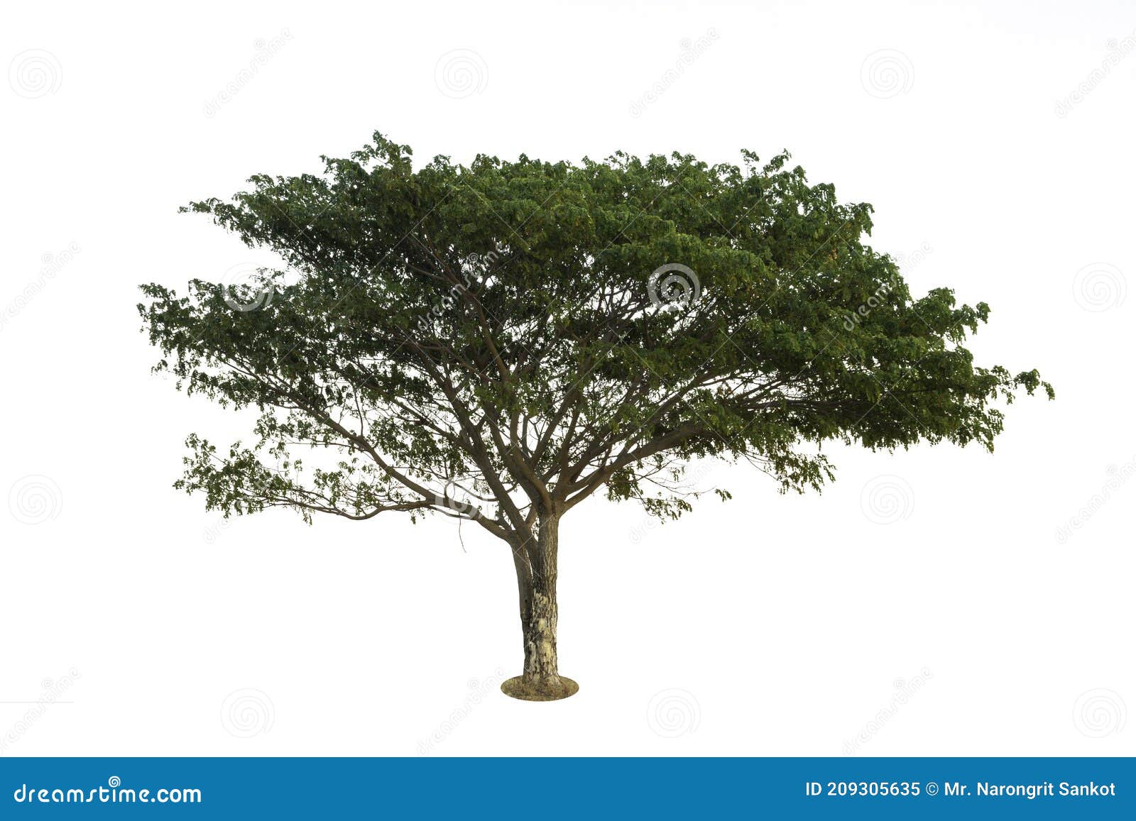 Rain tree stock image. Image of botany, forest, natural - 209305635