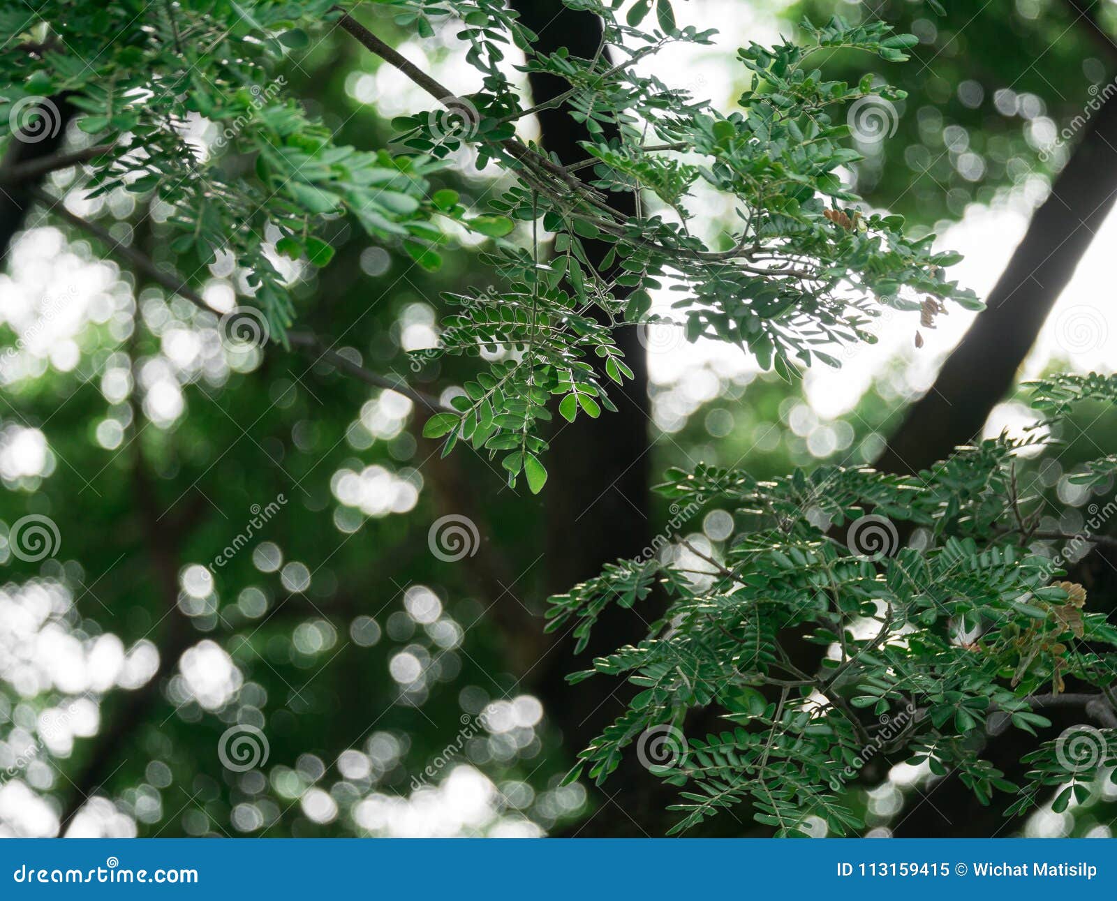 Rain Tree Leaves Stock Photos - Royalty Free Images