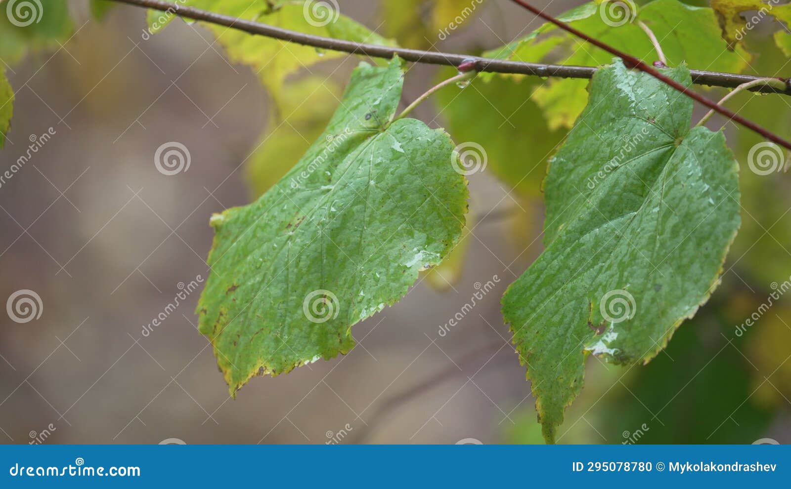 Rain on Tree Leaves in the Forest Stock Footage - Video of leaf, drop ...