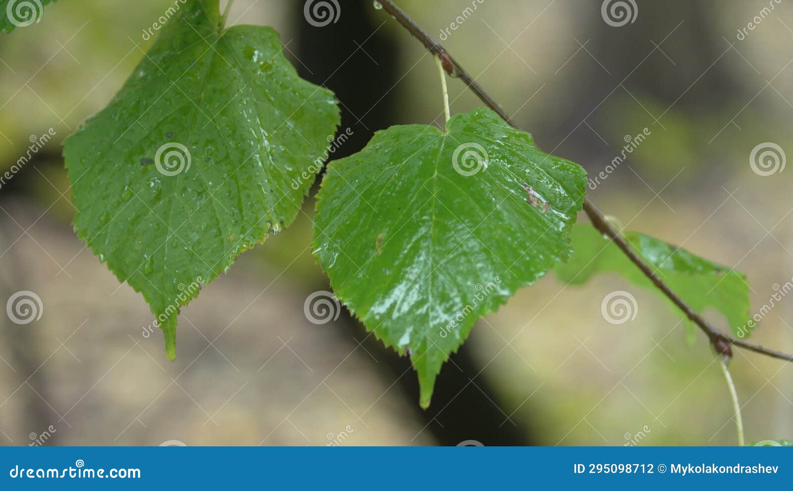Rain on Tree Leaves in the Forest Stock Footage - Video of droplet ...