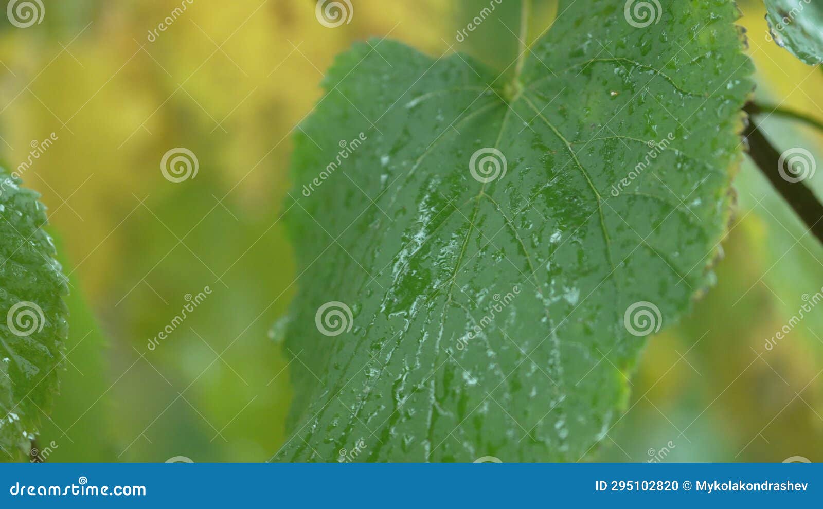 Rain on Tree Leaves in the Forest Stock Footage - Video of fall ...