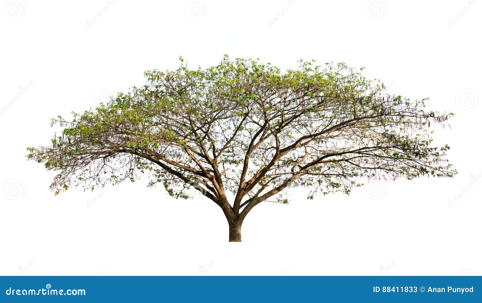 Rain Tree (Samanea Saman) Royalty-Free Stock Photography ...