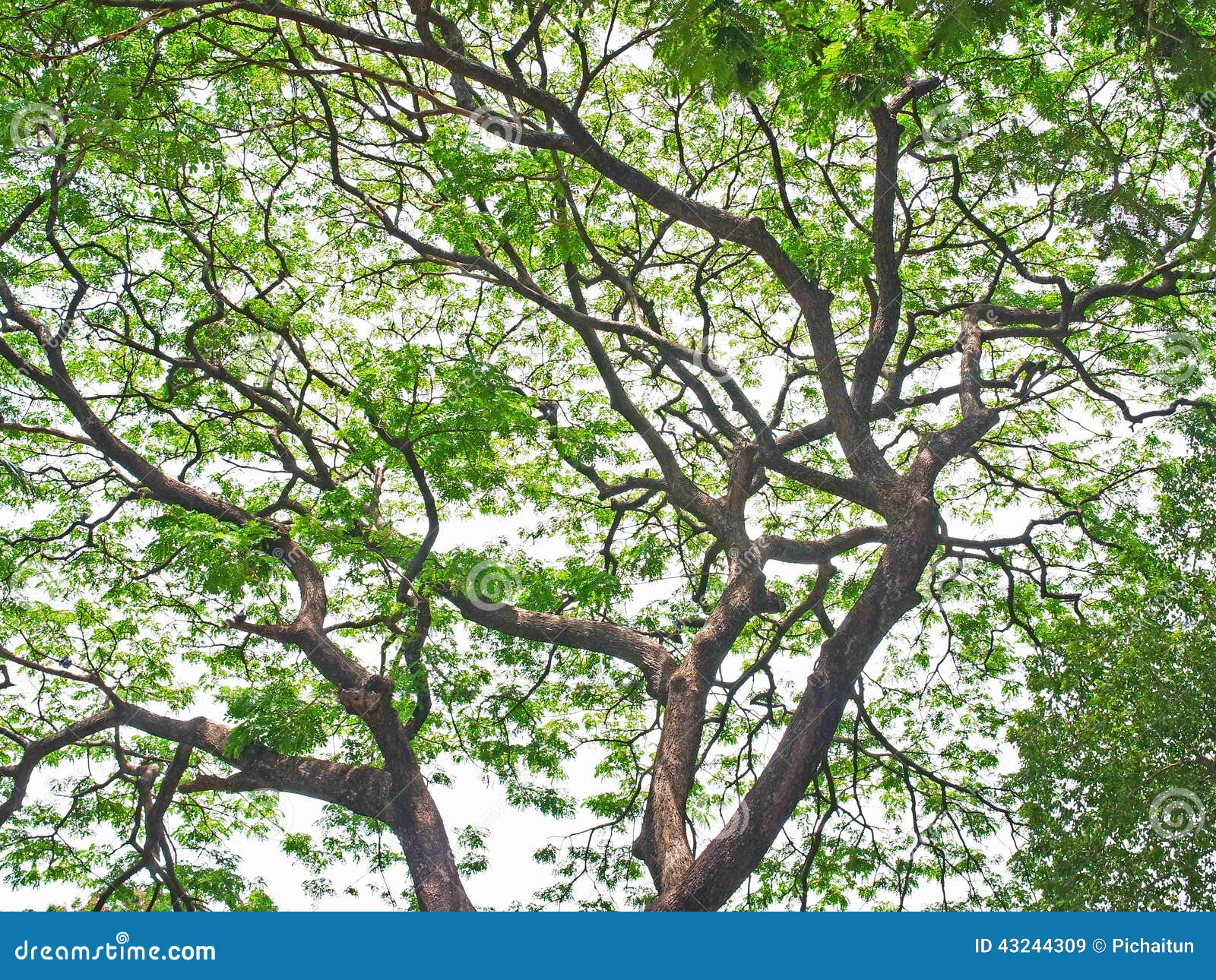 Rain tree stock image. Image of mimosa, rain, outspread - 43244309