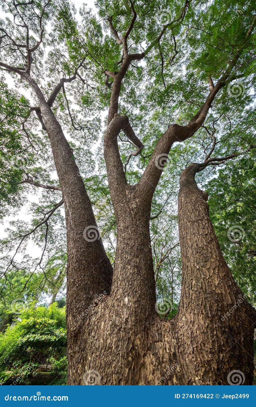 Rain tree. stock photo. Image of summer, wood, tree - 274169422