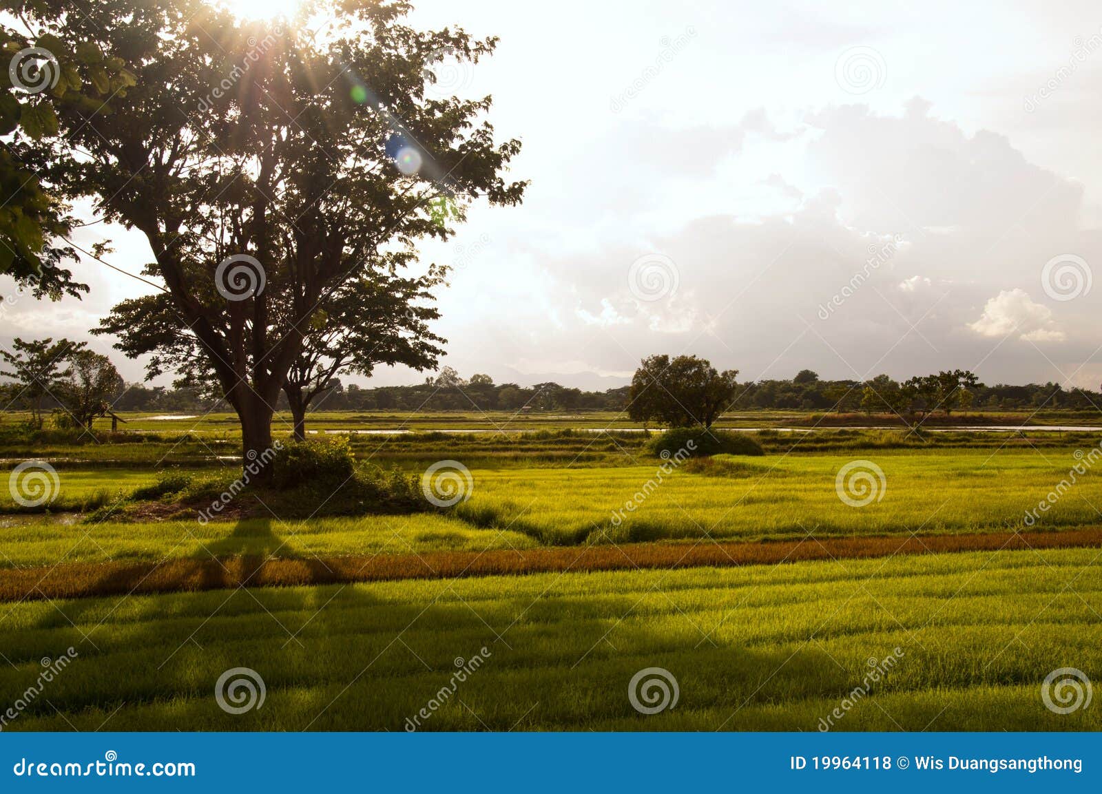 Rain tree in rice field stock photo. Image of rice, relax - 19964118