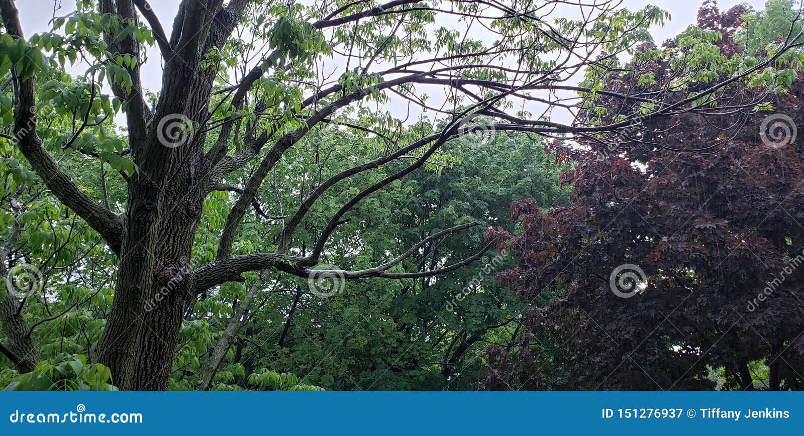 Rain on tree& x27;s stock image. Image of trees - 151276937