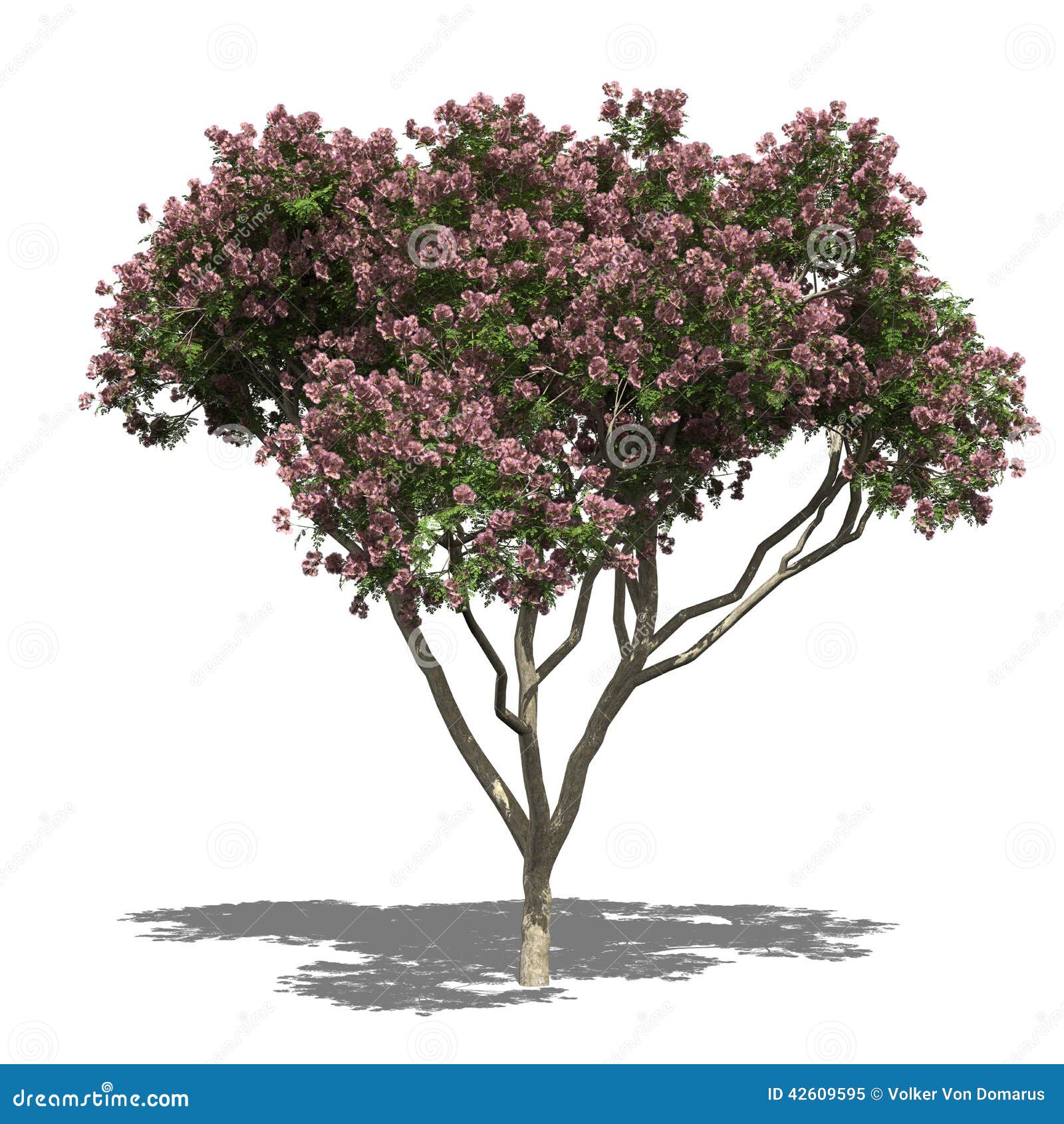 Rain Tree, Samanea Saman (autumn) Stock Illustration - Illustration of ...