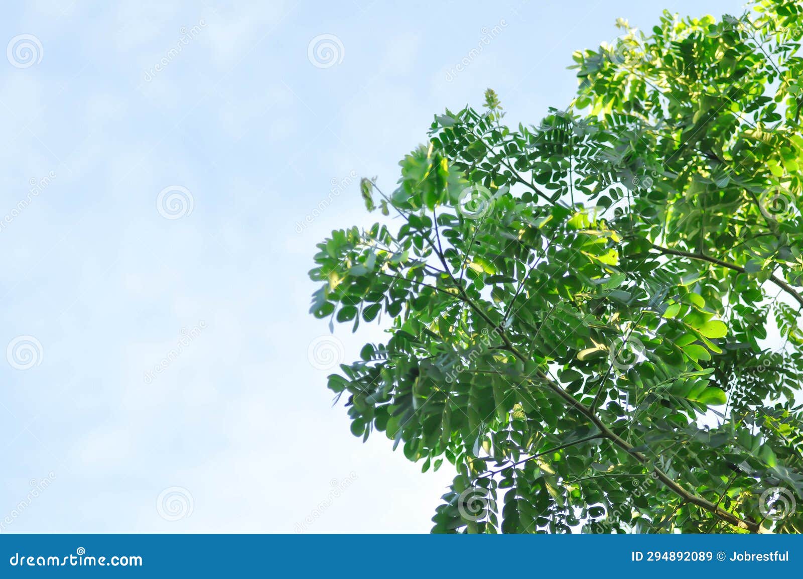 Rain Tree or Samanea Saman, LEGUMINOSAE MIMOSOIDEAE Stock Image - Image ...