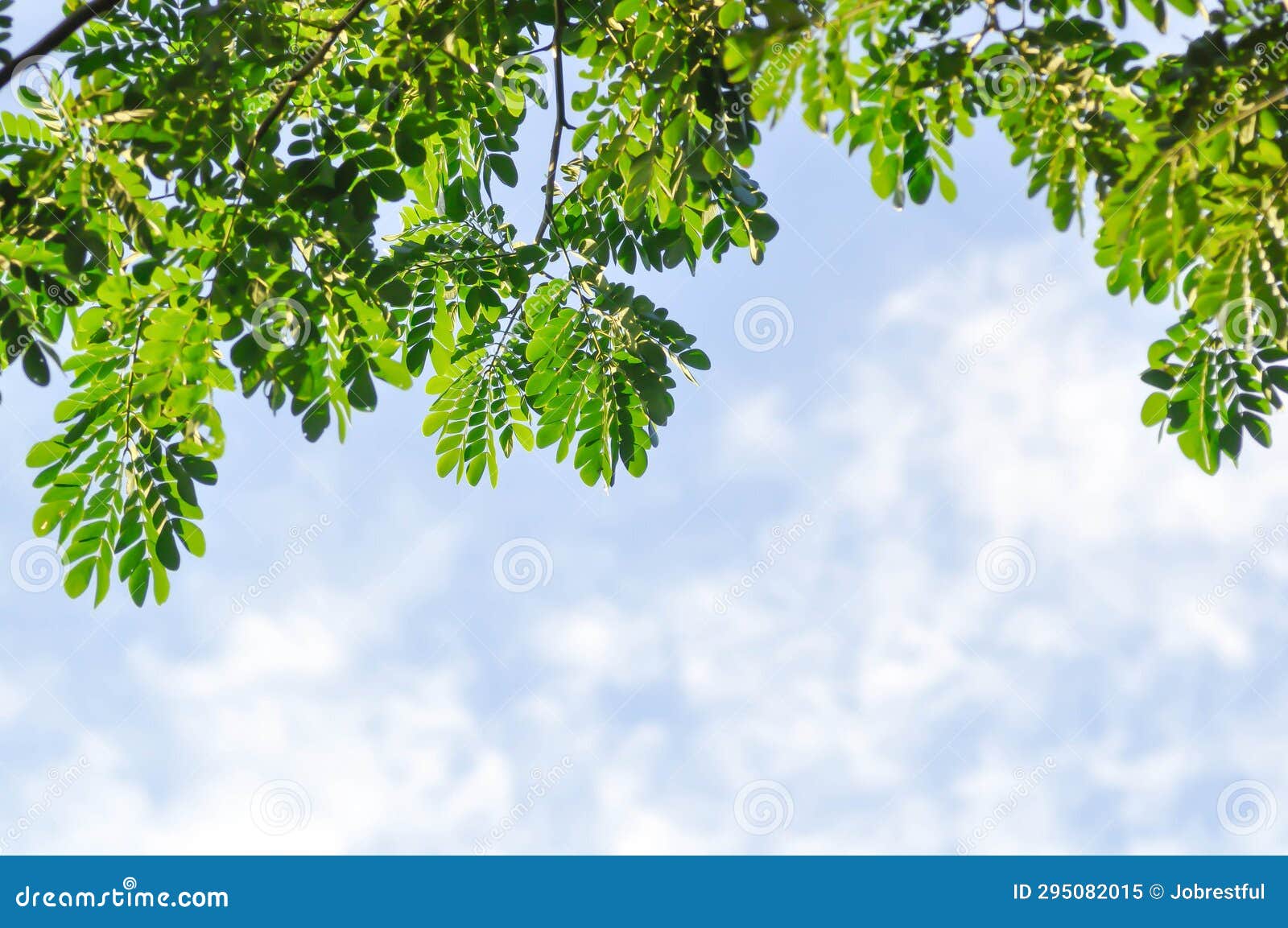 Rain Tree or Samanea Saman, LEGUMINOSAE MIMOSOIDEAE Stock Image - Image ...