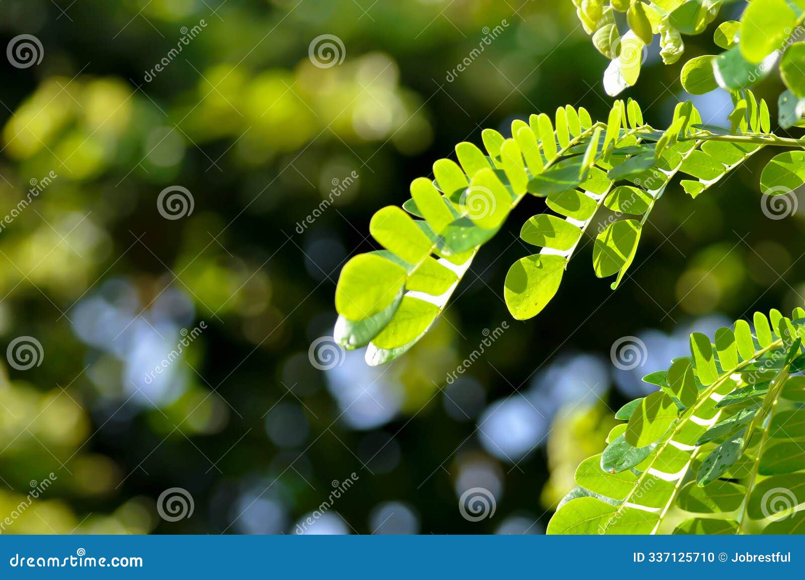 Rain Tree or Samanea Saman, LEGUMINOSAE MIMOSOIDEAE Stock Photo - Image ...