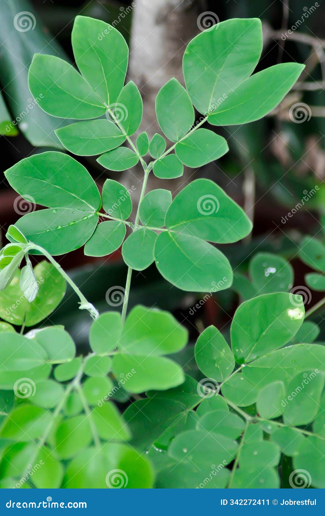 Rain Tree or Samanea Saman, LEGUMINOSAE MIMOSOIDEAE or Rain Tree Stock ...
