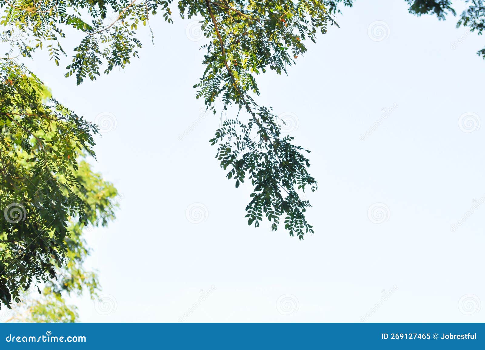 Rain Tree or Samanea Saman, LEGUMINOSAE MIMOSOIDEAE and Sky Stock Image ...