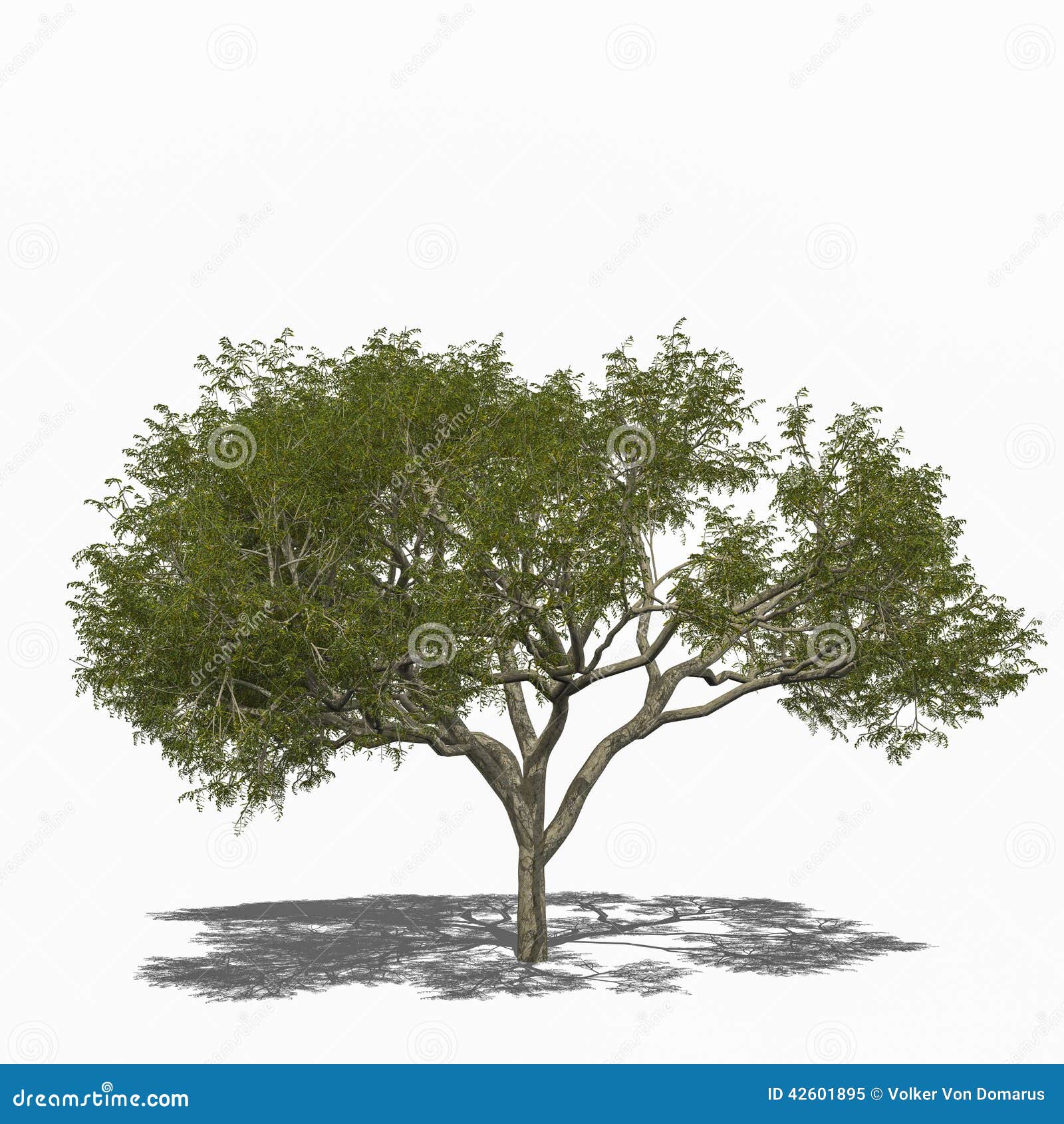 Rain Tree, Samanea Saman (summer) Stock Illustration - Illustration of ...