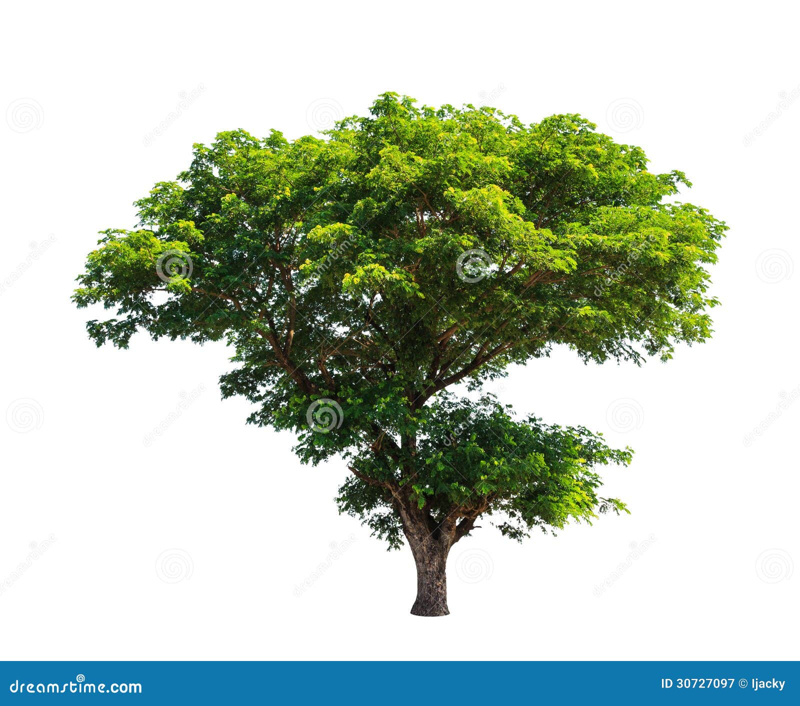 Samanea Saman Rain Tree Seed (vilaiti Siris) Stock Image ...