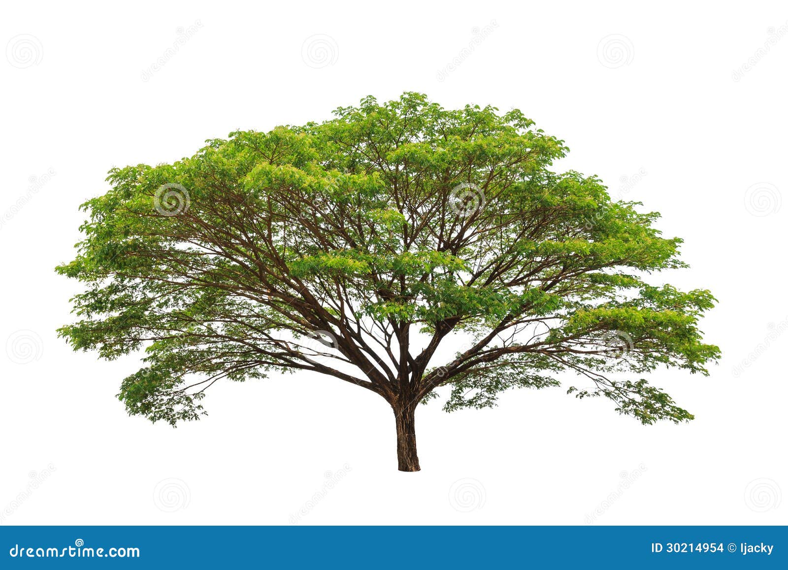 Rain tree (Samanea saman) stock photo. Image of albizia - 30214954