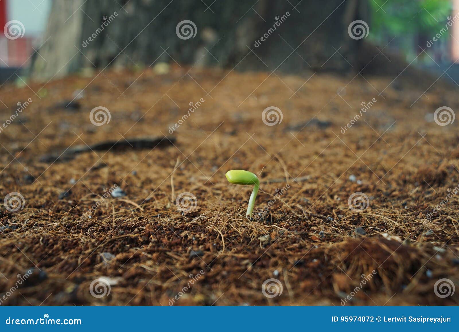 Rain tree seedling stock photo. Image of ecology, rain - 95974072
