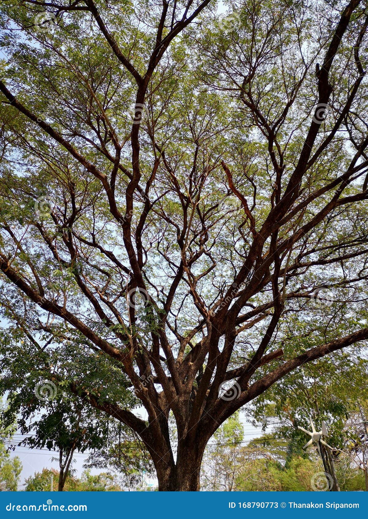 The Rain Tree, Spreading Branch Stock Image - Image of plant, trees ...