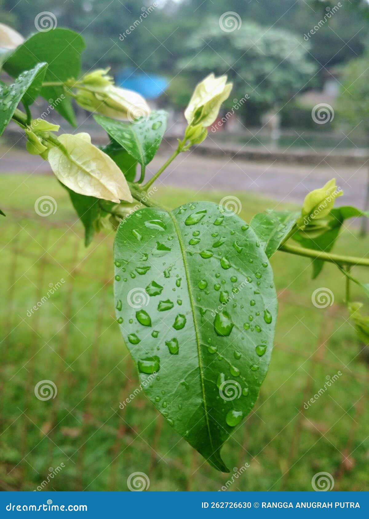 About Rain and Trees stock photo. Image of leaf, plant - 262726630