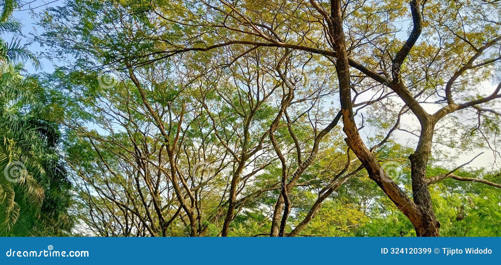 Rain trees samanea saman stock image. Image of rain - 324120399