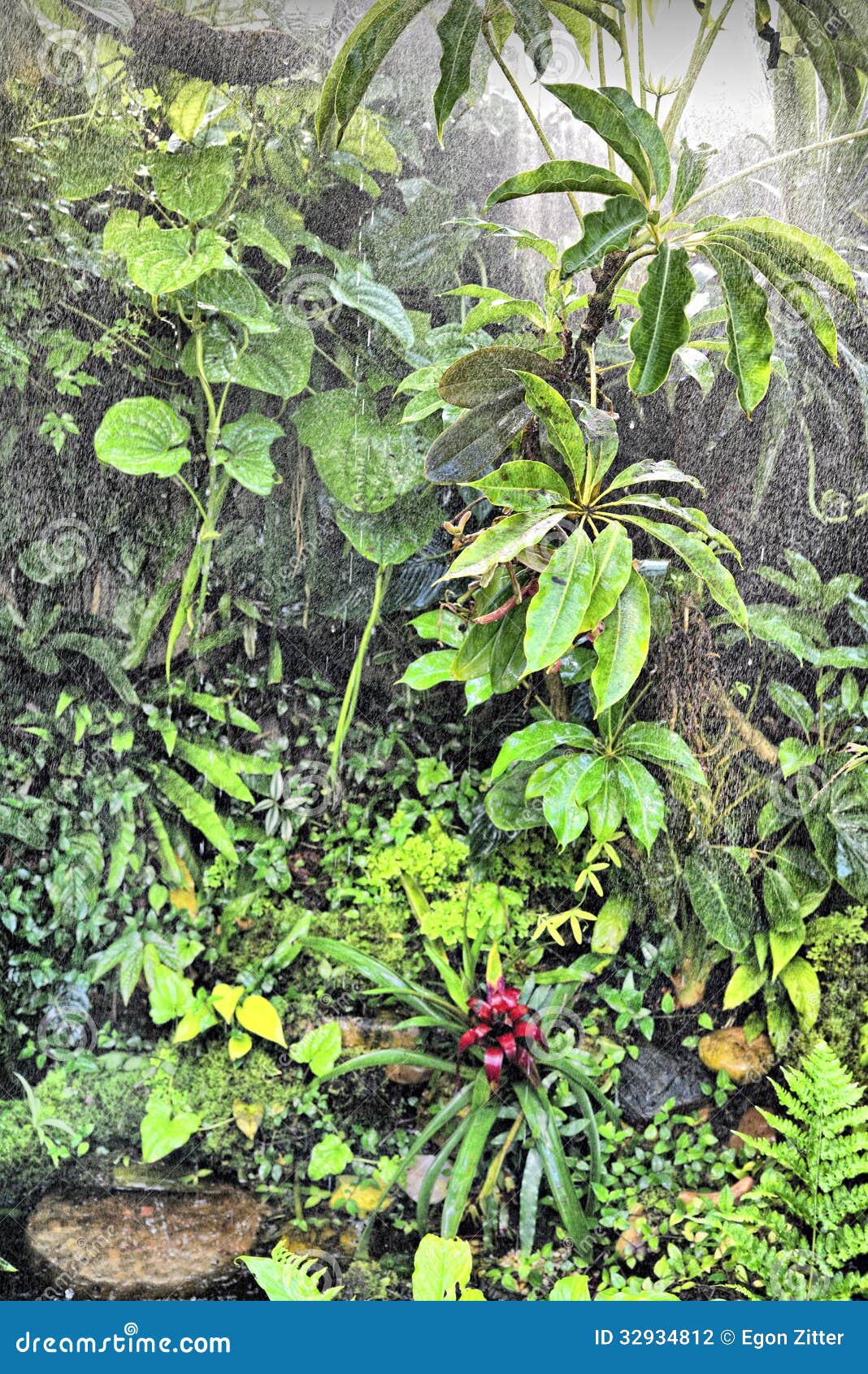 Rain in Tropical Rainforest Background Stock Photo - Image of fern ...