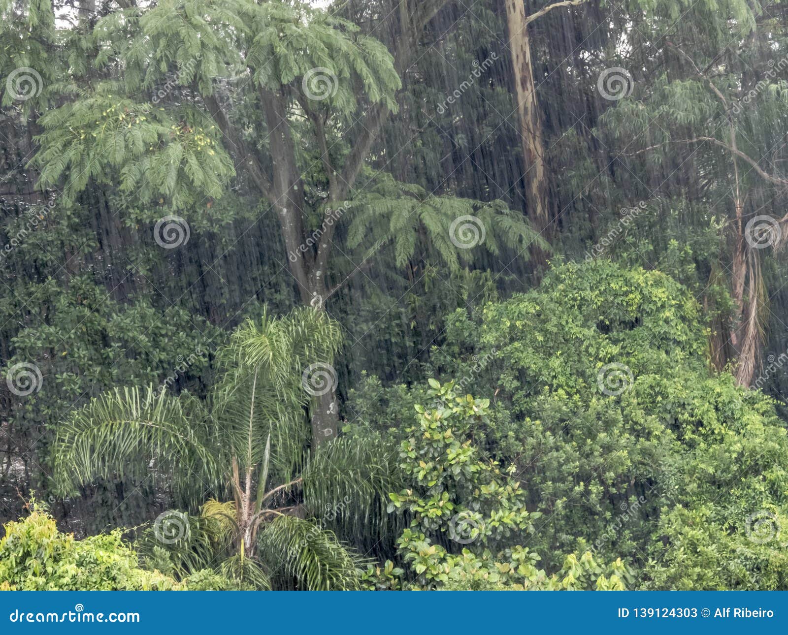 Rain in the Tropical Rainforest Stock Image - Image of jungle, heavy ...