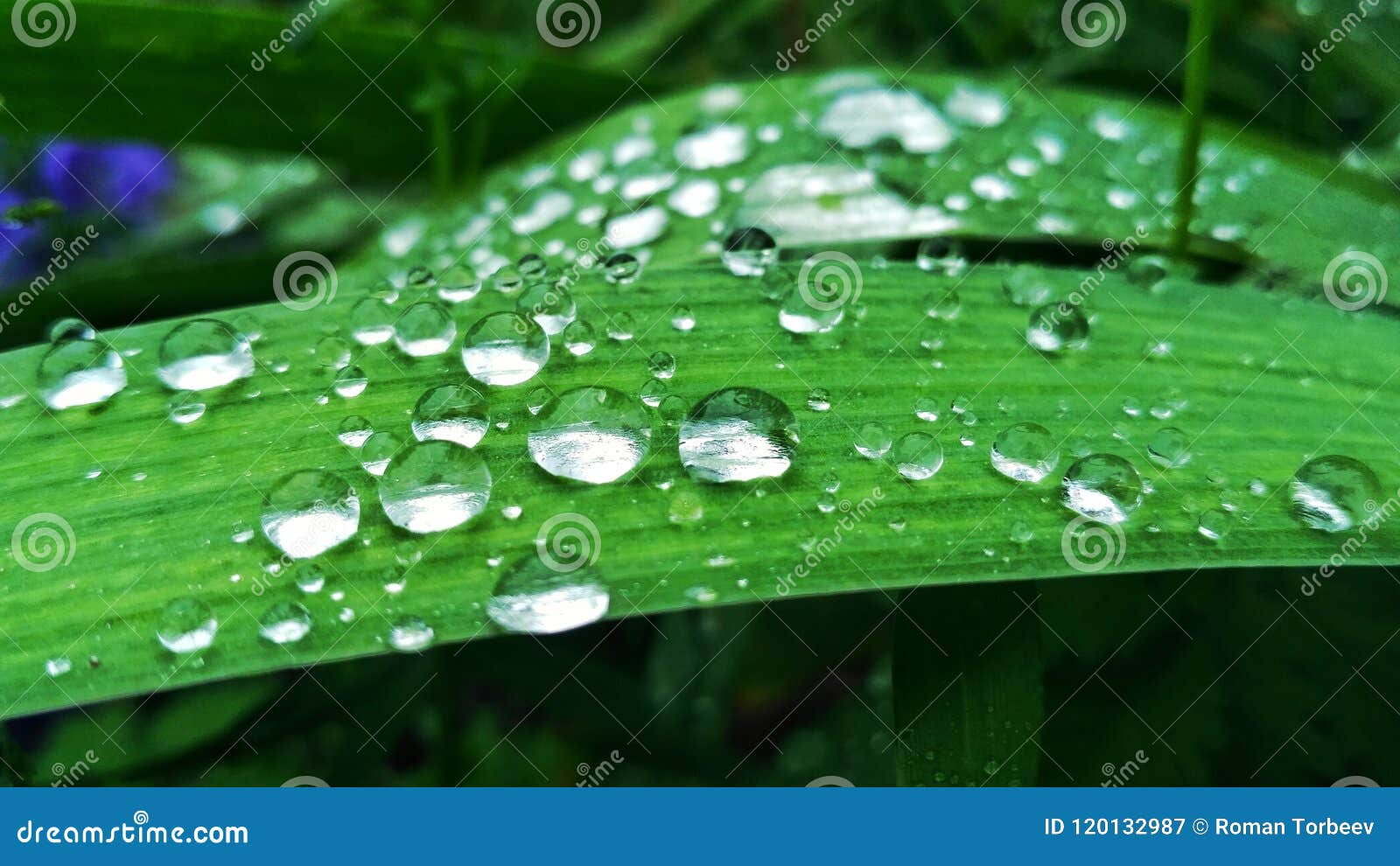 Water drops stock image. Image of drops, cool, water - 120132987