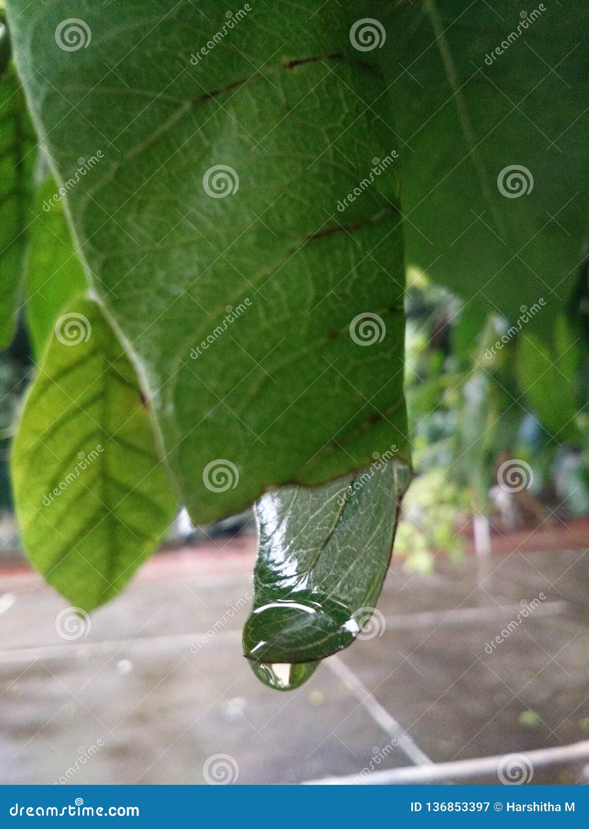 Rain vibes stock image. Image of beautiful, drop, rain - 136853397